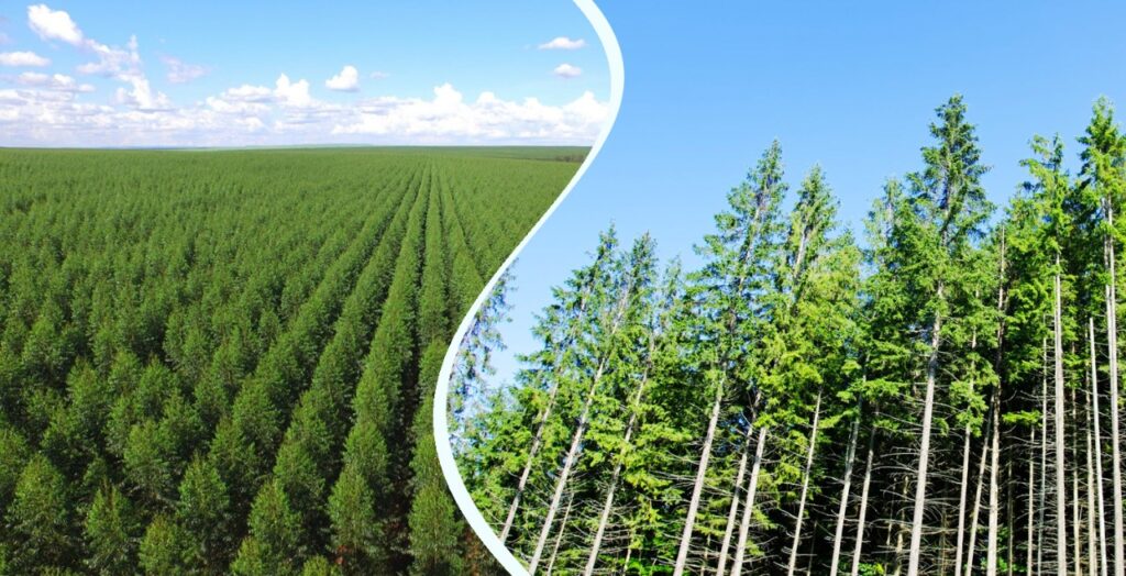 World Environment Day: how the pulp and paper industry optimizes the ...