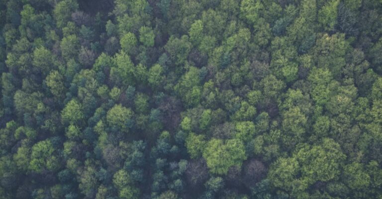 U.S. paper industry operating rate reaches 87.5% in 2024, says AF&PA
